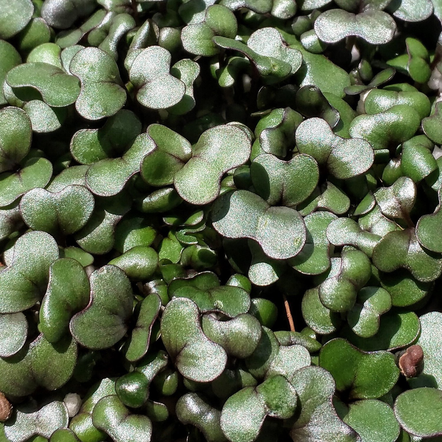 Red Cabbage - Pure Microgreens | New Zealand